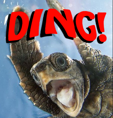 ABOUT | The Power Leveling Turtle